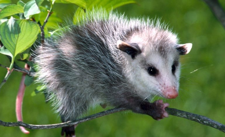 Al rescate de la zarigüeya, especie que se debe proteger - Medios de ...