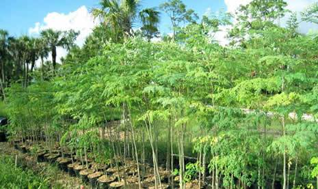 La UT participa en la conformación de la red moringa en el Tolima ...